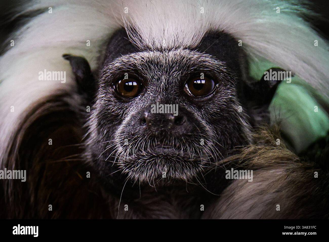 St. Petersburg, Russia. 24th Mar, 2025. An Oedipus tamarin monkey seen ...