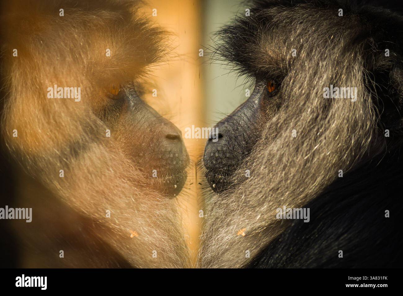 St. Petersburg, Russia. 24th Mar, 2025. A lion-tailed macaque monkey at ...