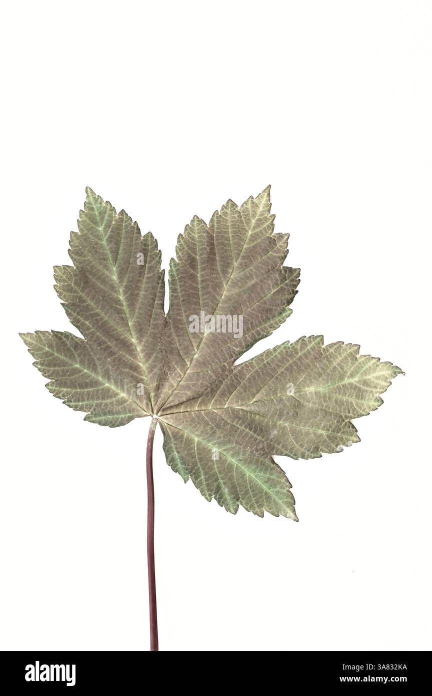 Single leaf and stalk of subdued gree Sycamore tree lying on white ...