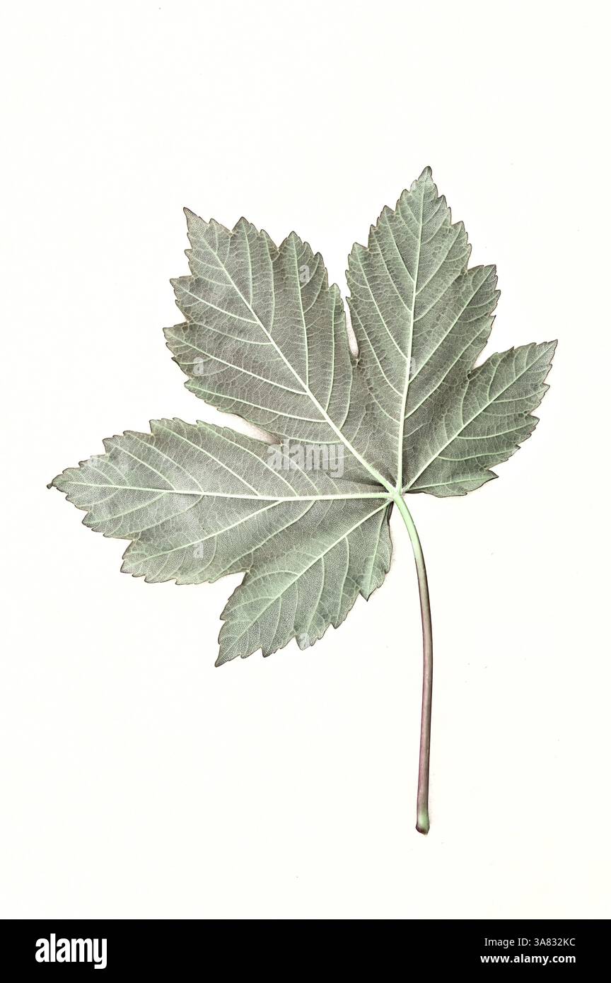Single leaf and stalk of subdued gree Sycamore tree lying on white ...