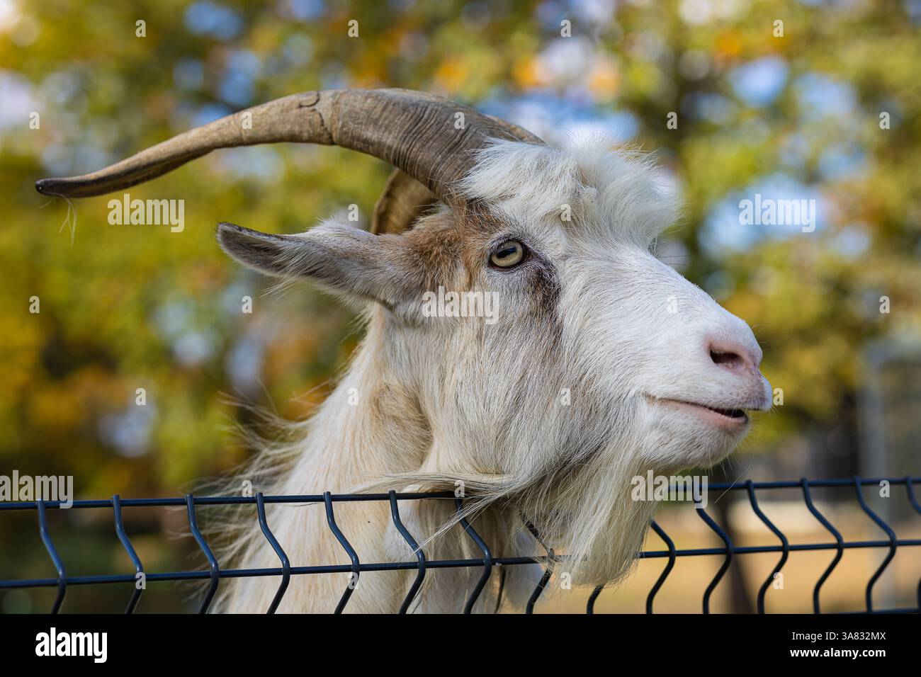 Domestic goat looking over fence hi-res stock photography and images ...