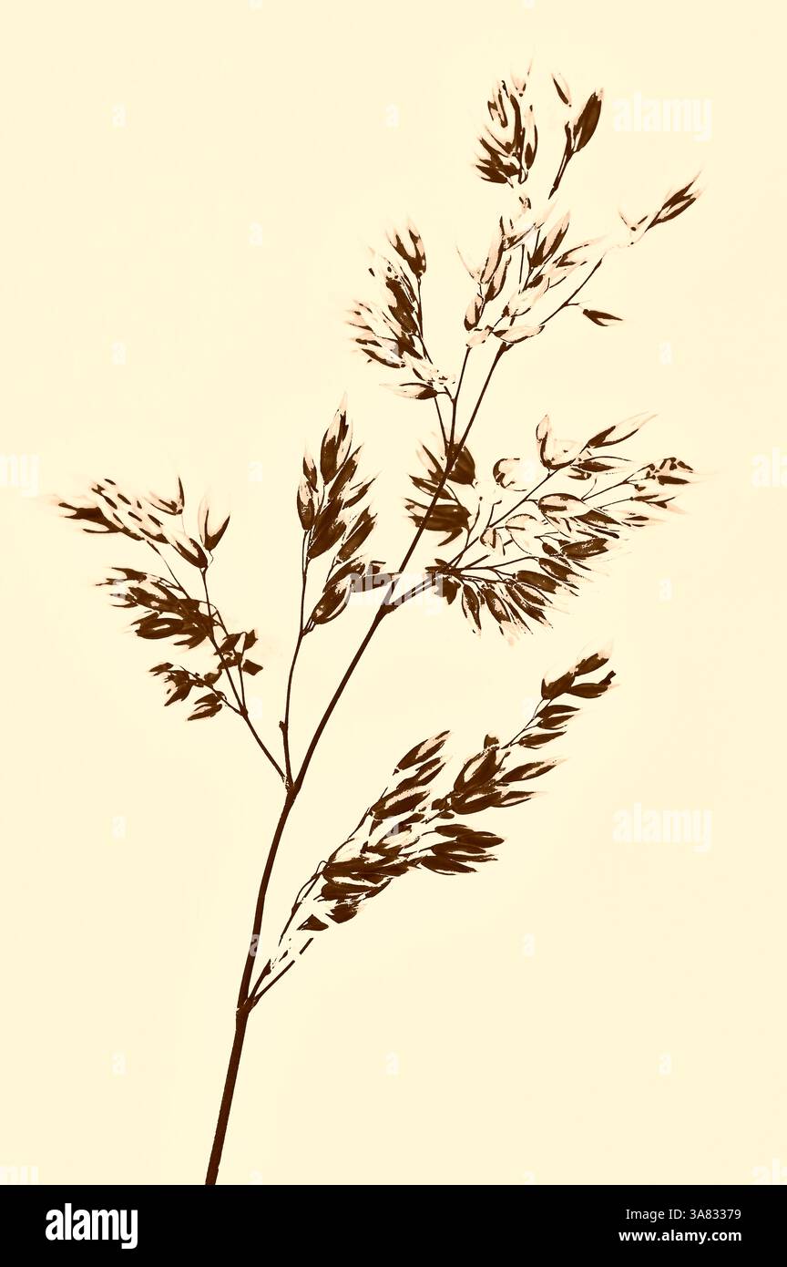 Sepia grsphic image of head of stem of Yorkshire fog grass or Holcus ...