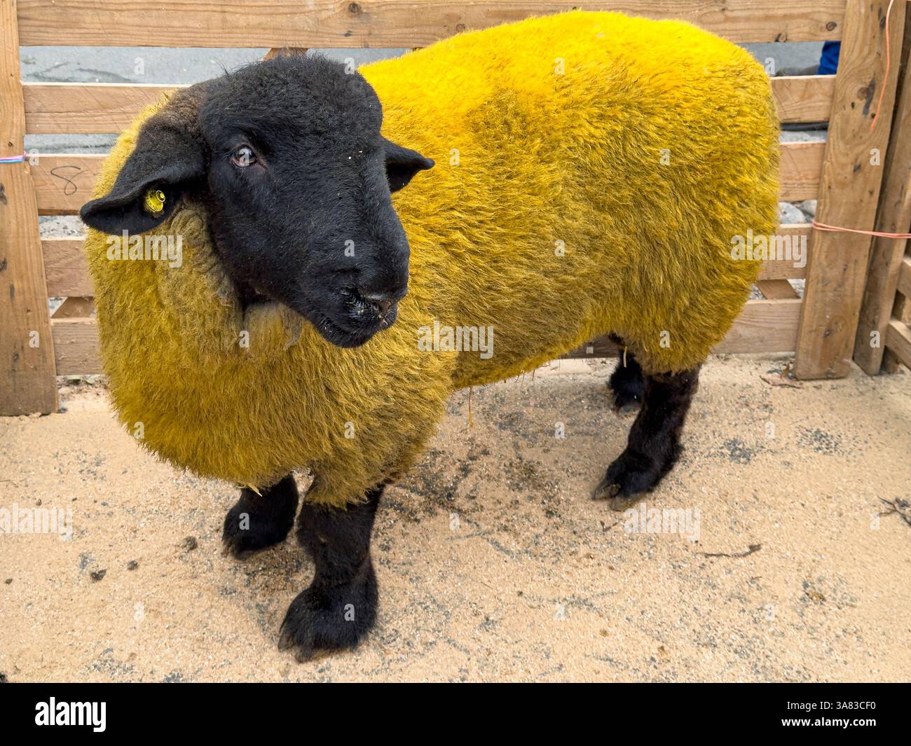 Suffolk ram with black face and yellow-dyed fleece, standing in a ...