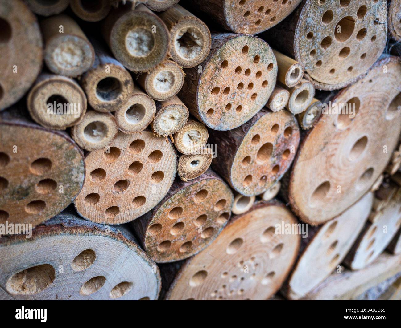 Sawn logs with holes hi-res stock photography and images - Alamy