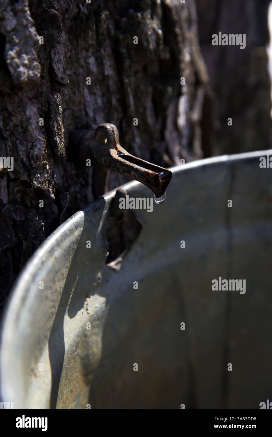 March 8, 2013 - Shirley, IL, USA - Maple sap drips from a tapped tree ...