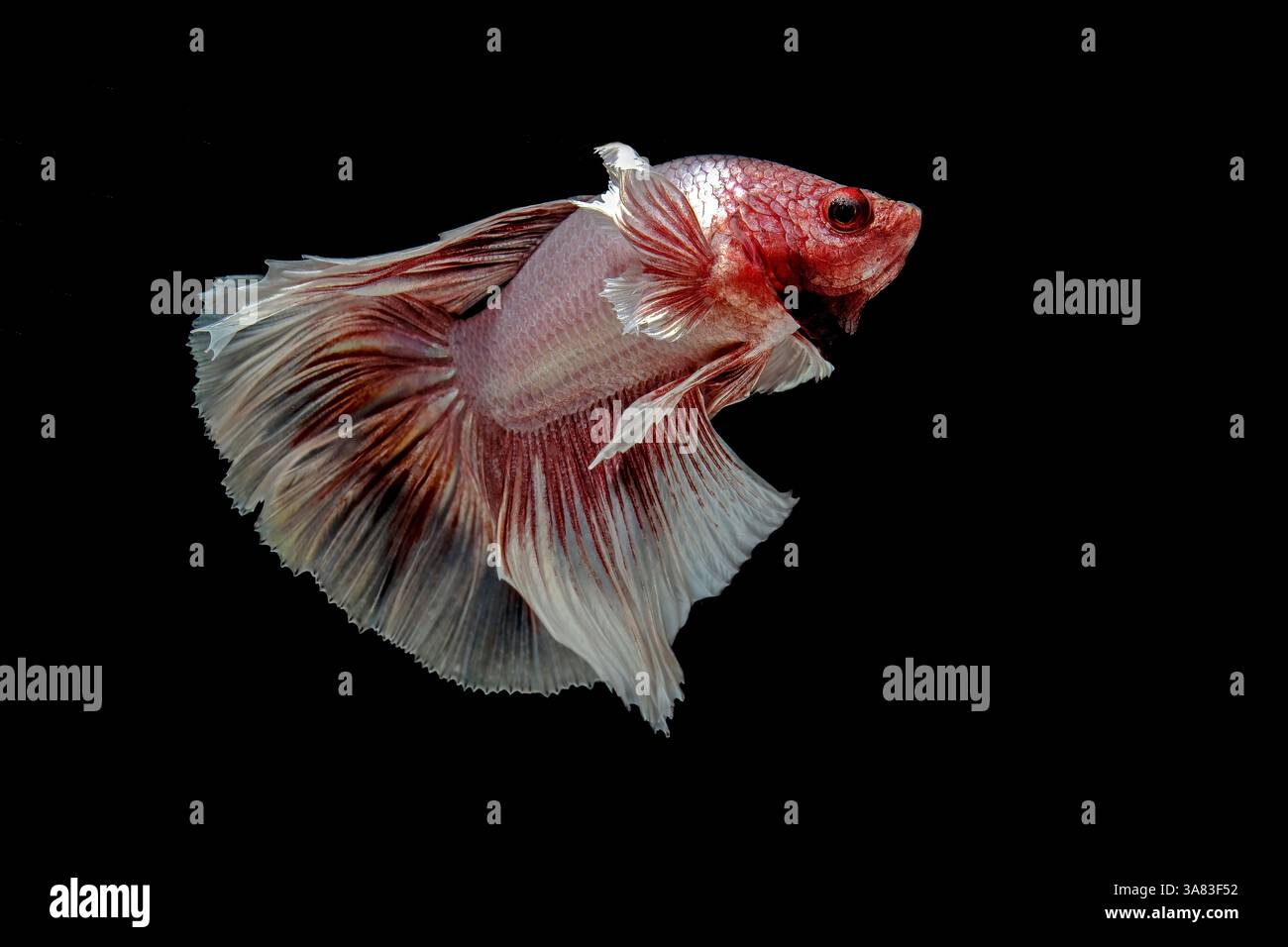 White and red dumbo betta fish Stock Photo - Alamy