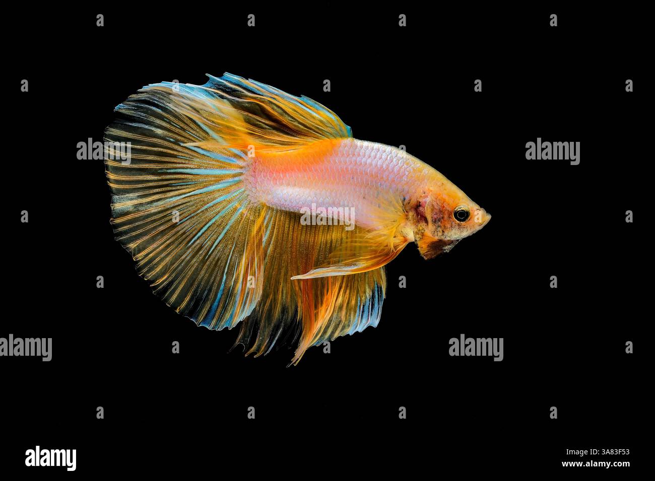Big ear beta fish hi-res stock photography and images - Alamy