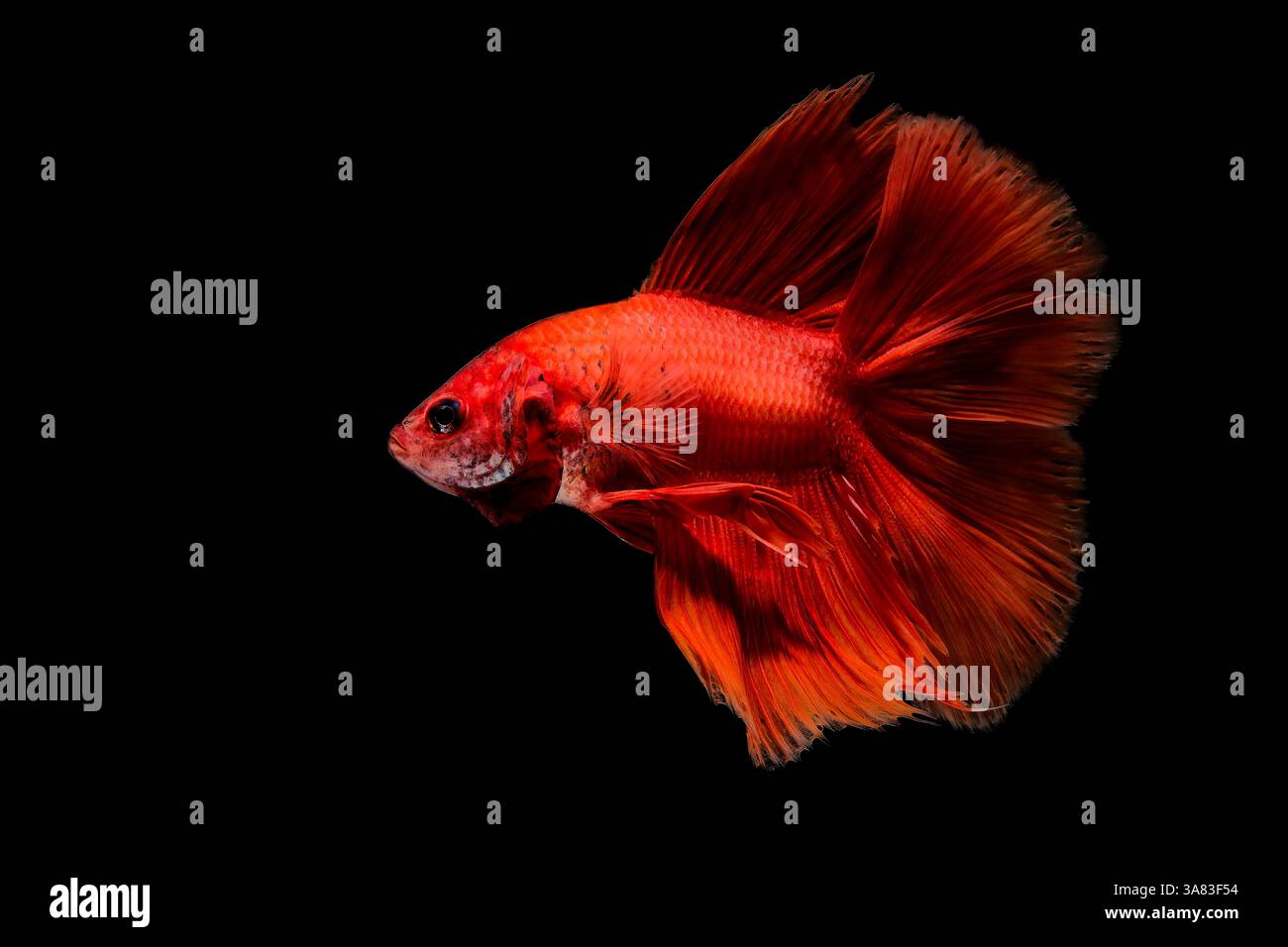 Bettatailsdelta hi-res stock photography and images - Alamy