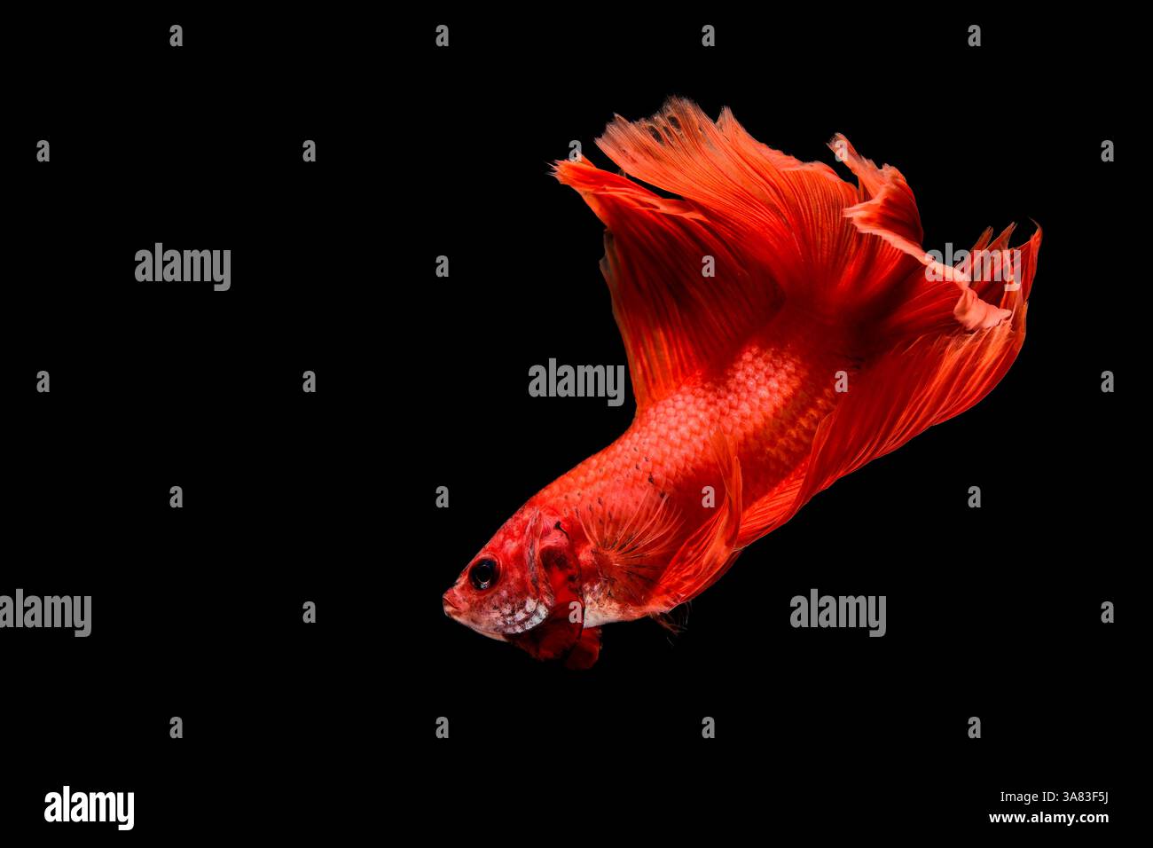 White and red dumbo betta fish Stock Photo - Alamy