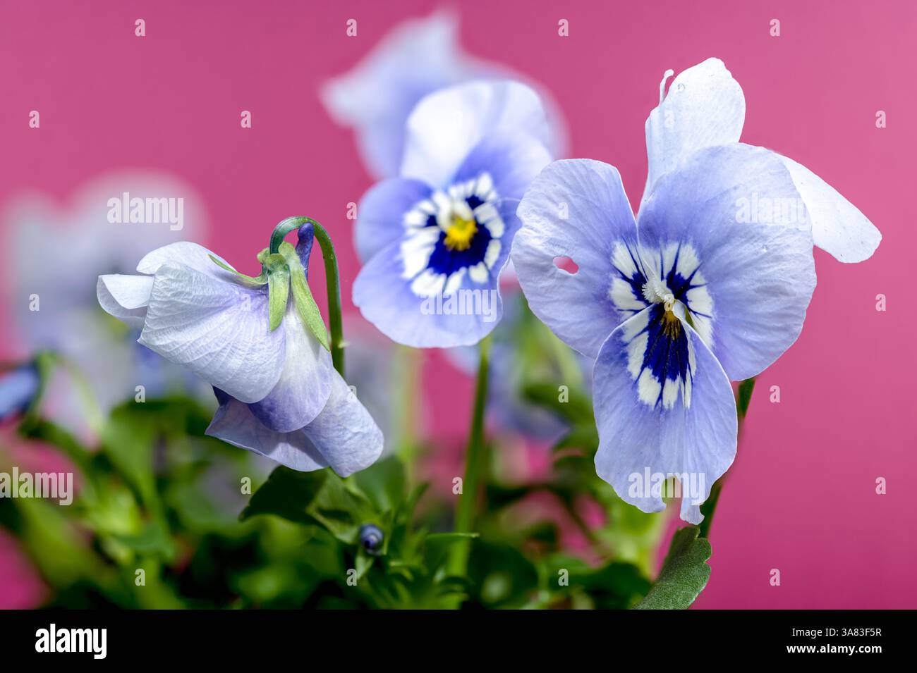 White and Blue Pansy Flowers in Bloom on pink background Stock Photo ...
