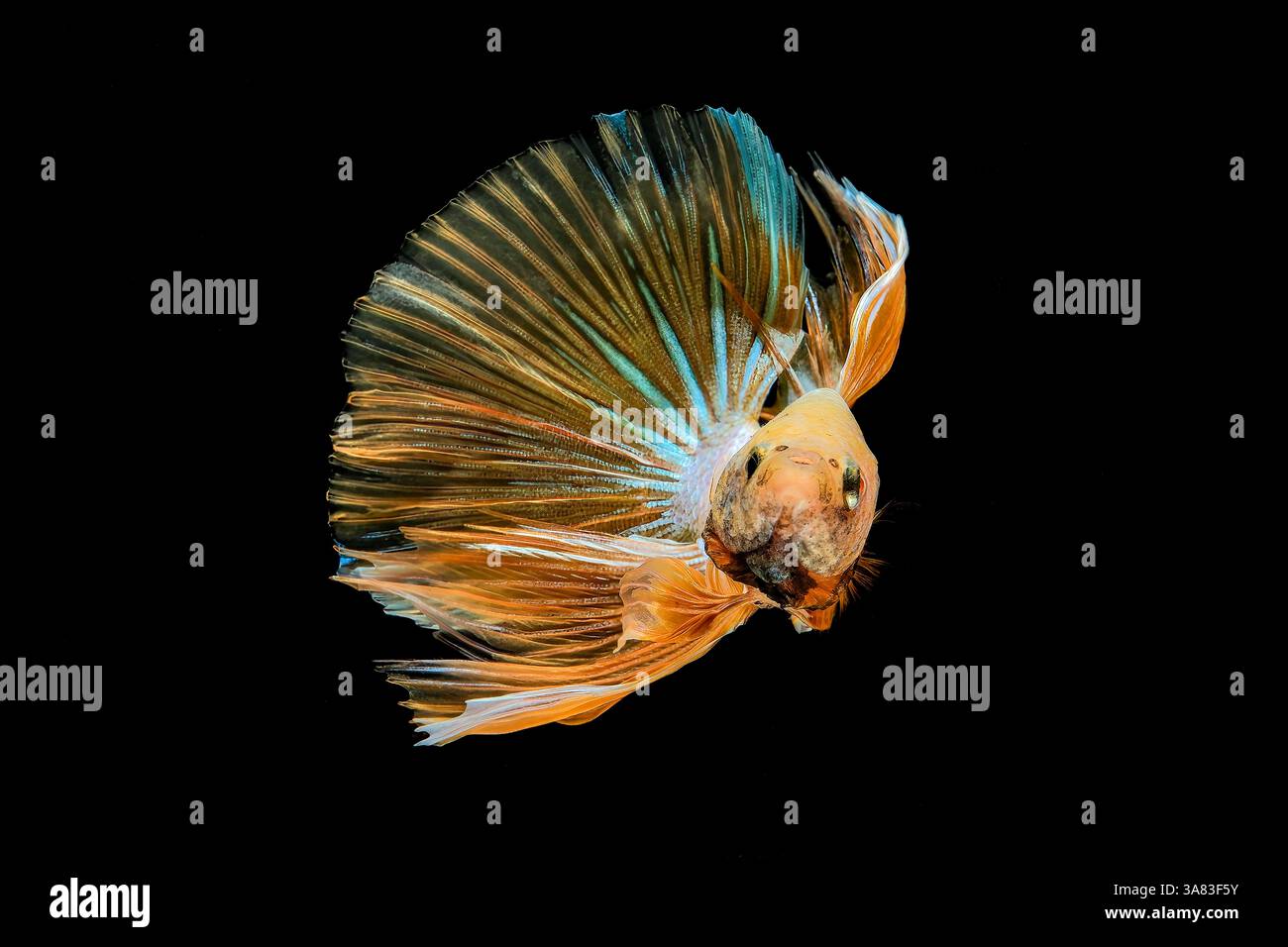 White and red dumbo betta fish Stock Photo - Alamy