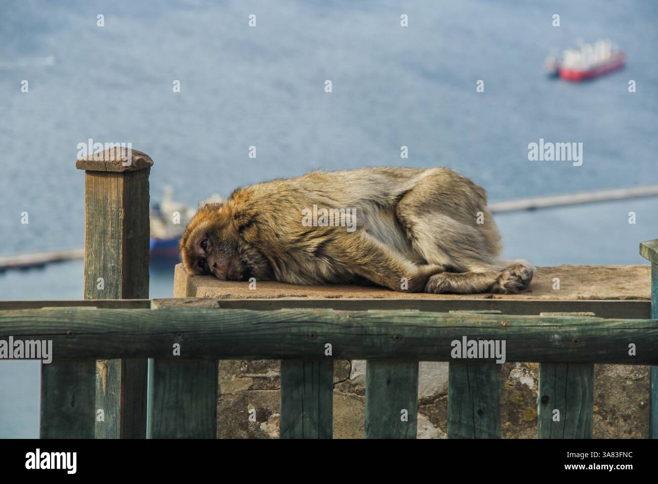 A monkey laying on a rock wall in Apes Den, Gibraltar Stock Photo - Alamy