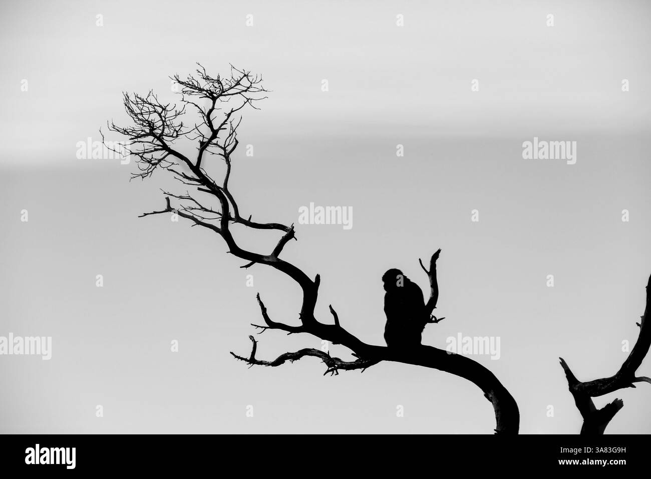 A silhouette of a monkey sitting on a tree in Apes Den, Gibraltar Stock ...