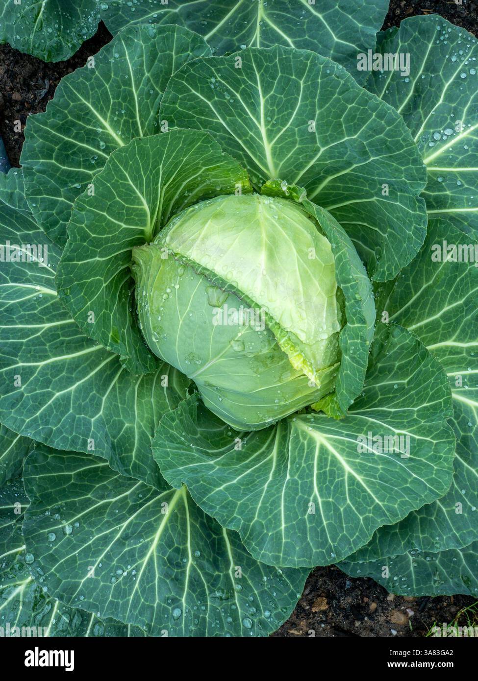 Top-down view of Cabbage ‘Cabbice’ F1 Hybrid, with droplets of water ...