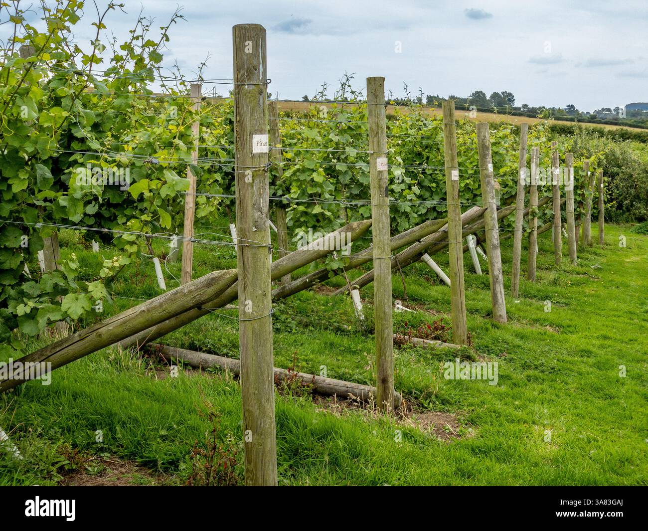 Lush grapevines stretch across the landscape in North Yorkshire ...