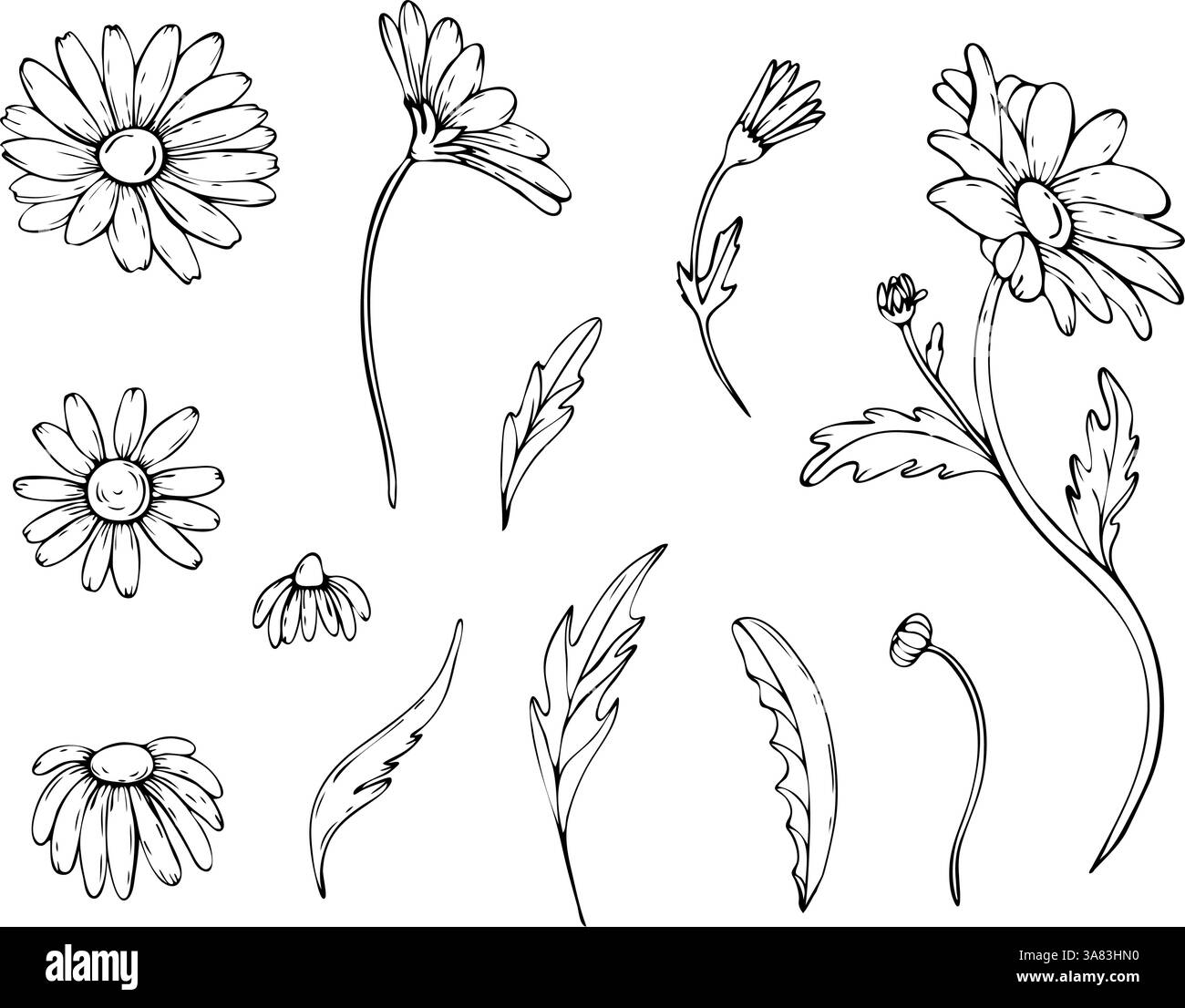 Hand drawn chamomile flowers set. Herb medicinal chamomile. Vector ...