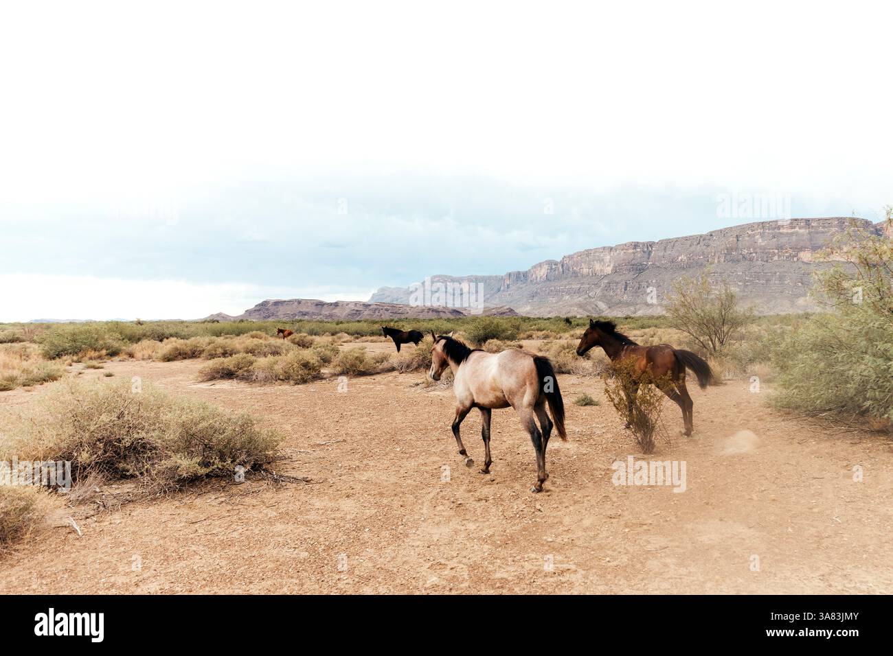Wild horses roaming freely hi-res stock photography and images - Alamy
