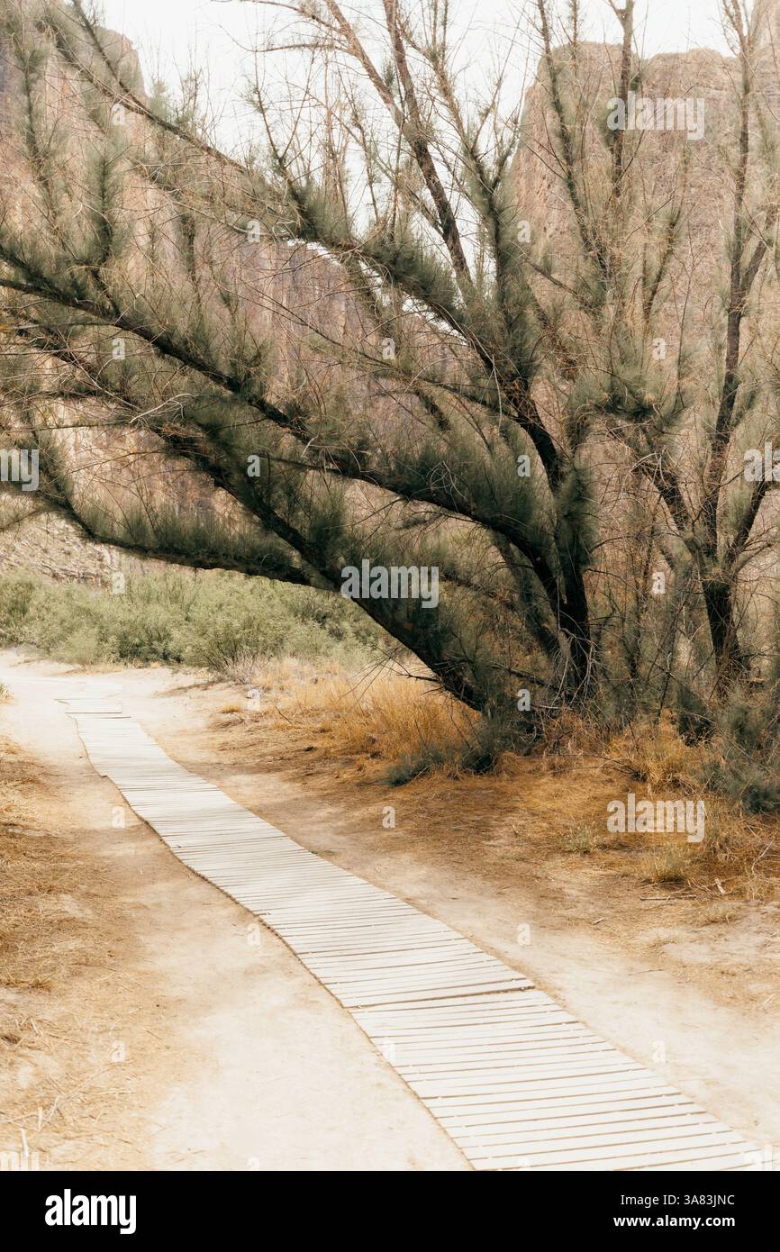 Tree Shading Wooden Plank Path to Santa Elena Canyon Stock Photo - Alamy