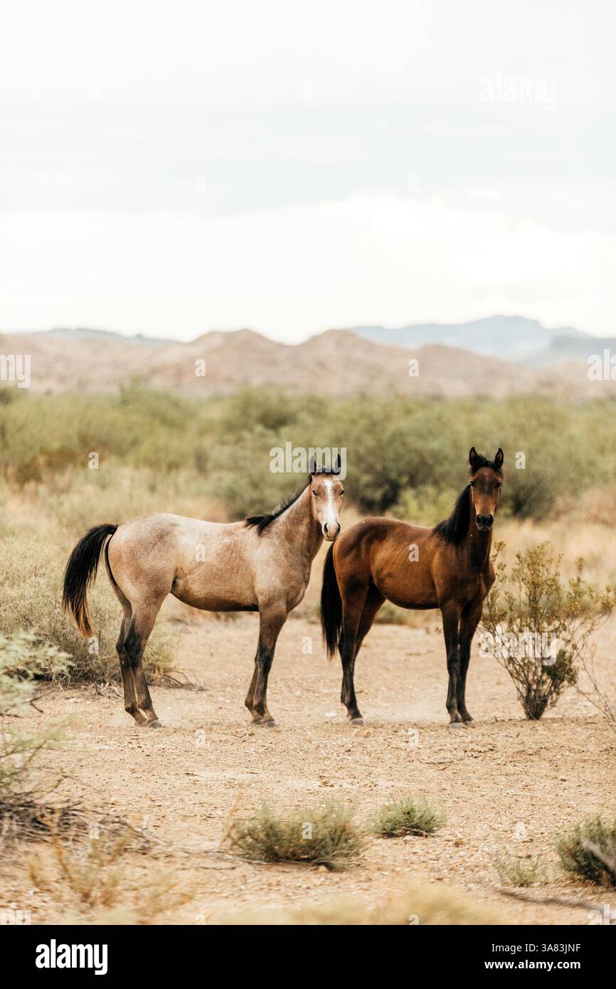 Texas national park animals hi-res stock photography and images - Alamy