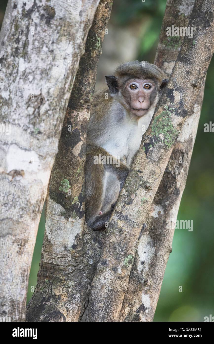 Sri Lankan toque monkey in the tree Stock Photo - Alamy