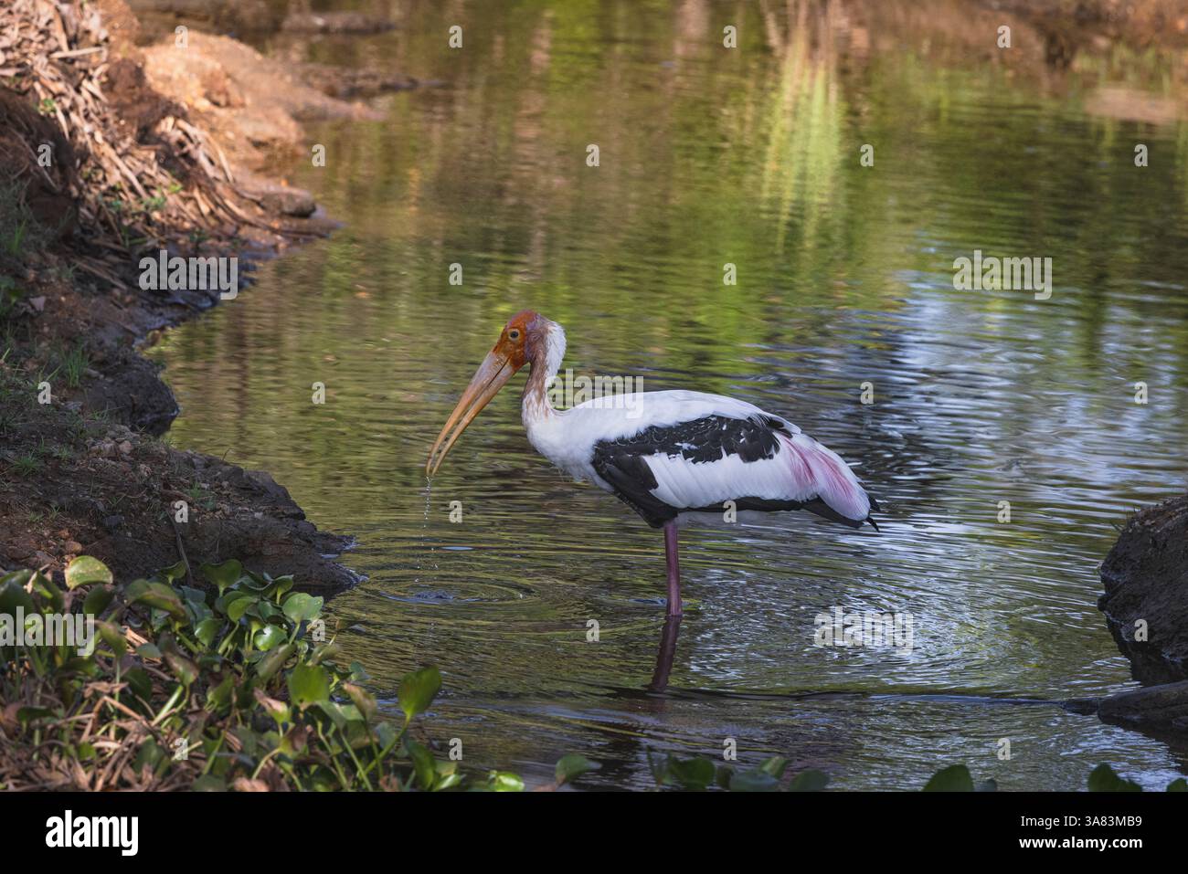 Painted stork fishing in a lake Stock Photo - Alamy
