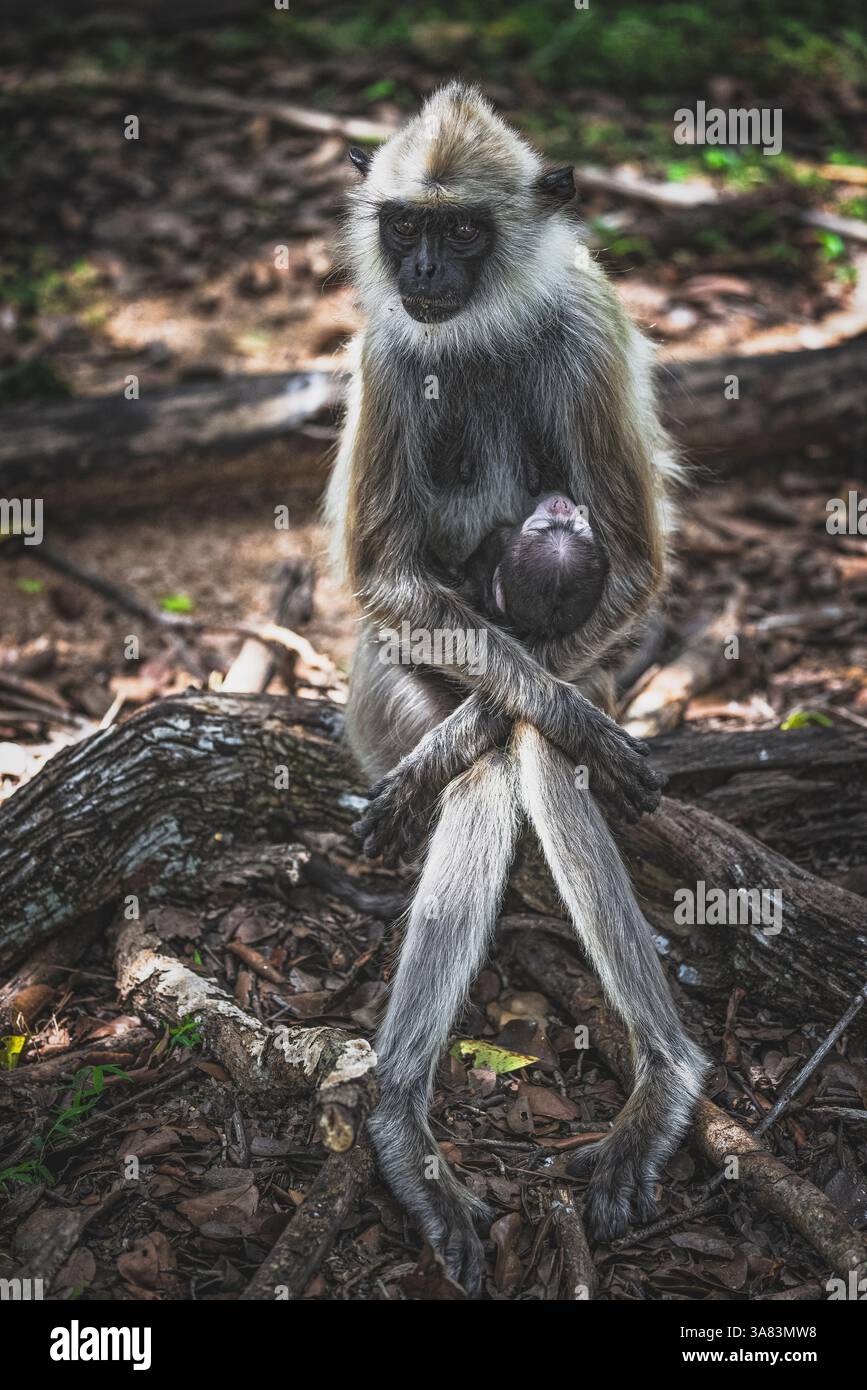 Mama monkey and baby monkey posing for my camera Stock Photo - Alamy