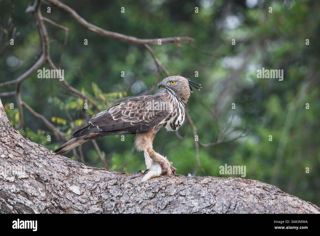 Crested Serpent Eagle hunting a rabit Stock Photo - Alamy