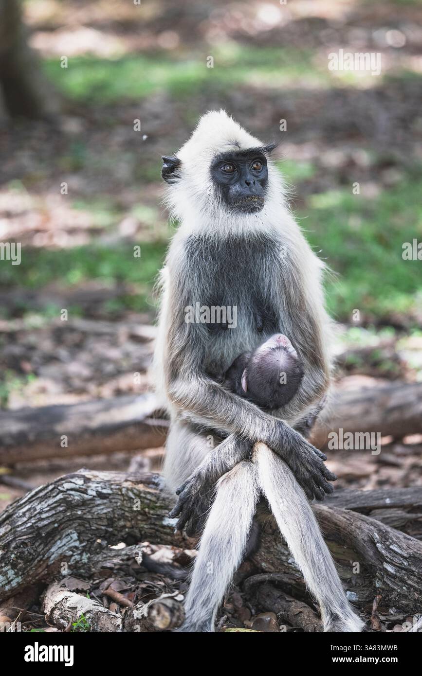 Mama monkey and baby monkey posing for my camera Stock Photo - Alamy
