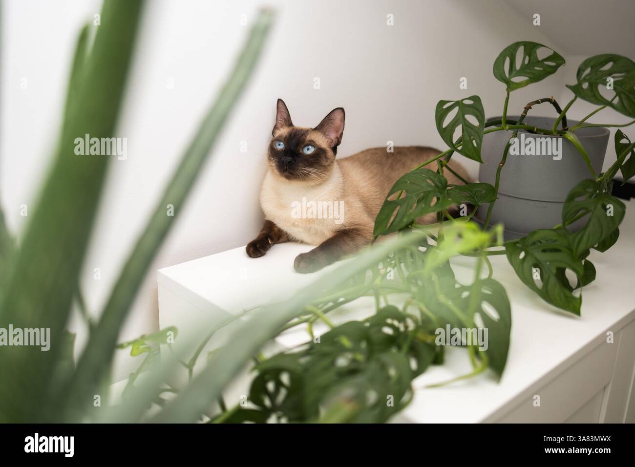 Siamese cat resting beside green plant in modern home interior ...
