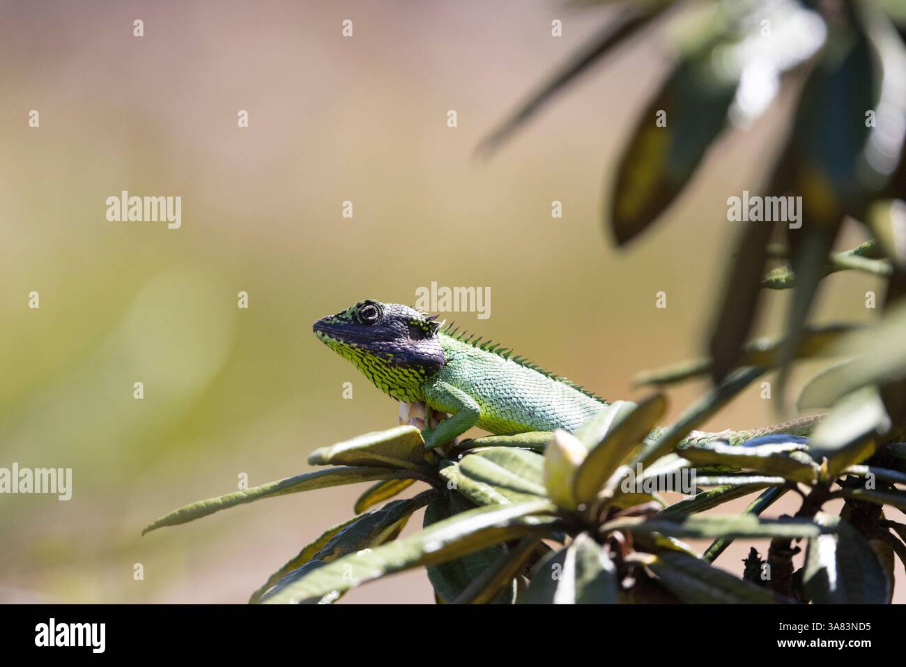 Sri Lankan Green Forest Lizard sun bathing Stock Photo - Alamy