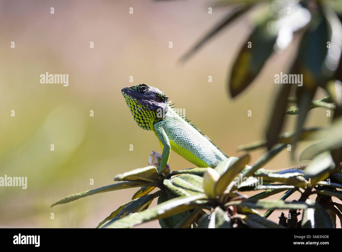 Sri Lankan Green Forest Lizard sun bathing Stock Photo - Alamy