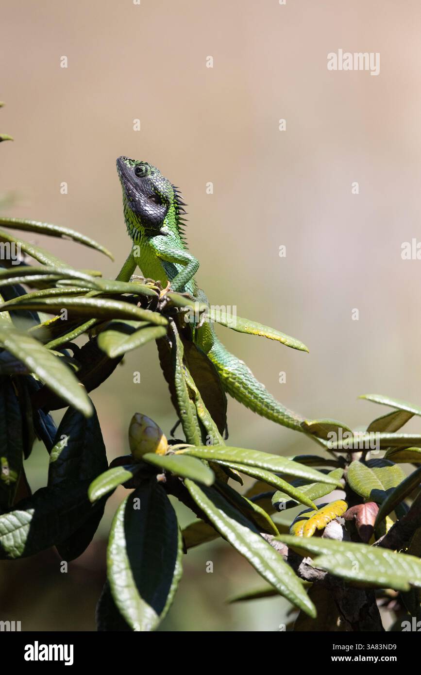 Sri Lankan Green Forest Lizard sun bathing Stock Photo - Alamy