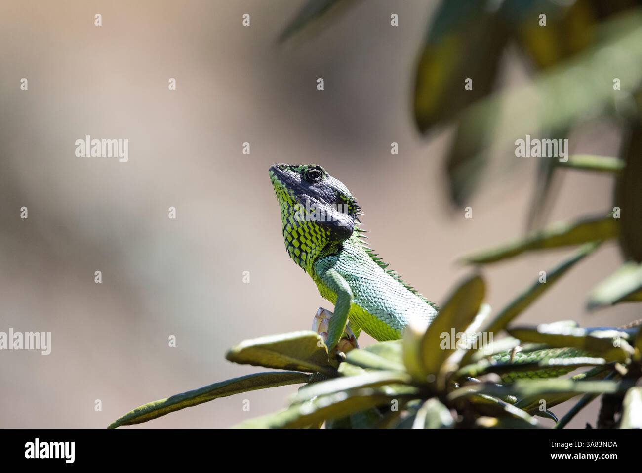 Sri Lankan Green Forest Lizard sun bathing Stock Photo - Alamy