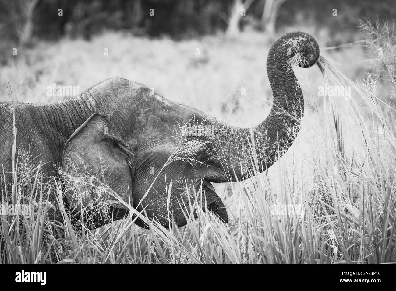 Elephant boat Black and White Stock Photos & Images - Alamy