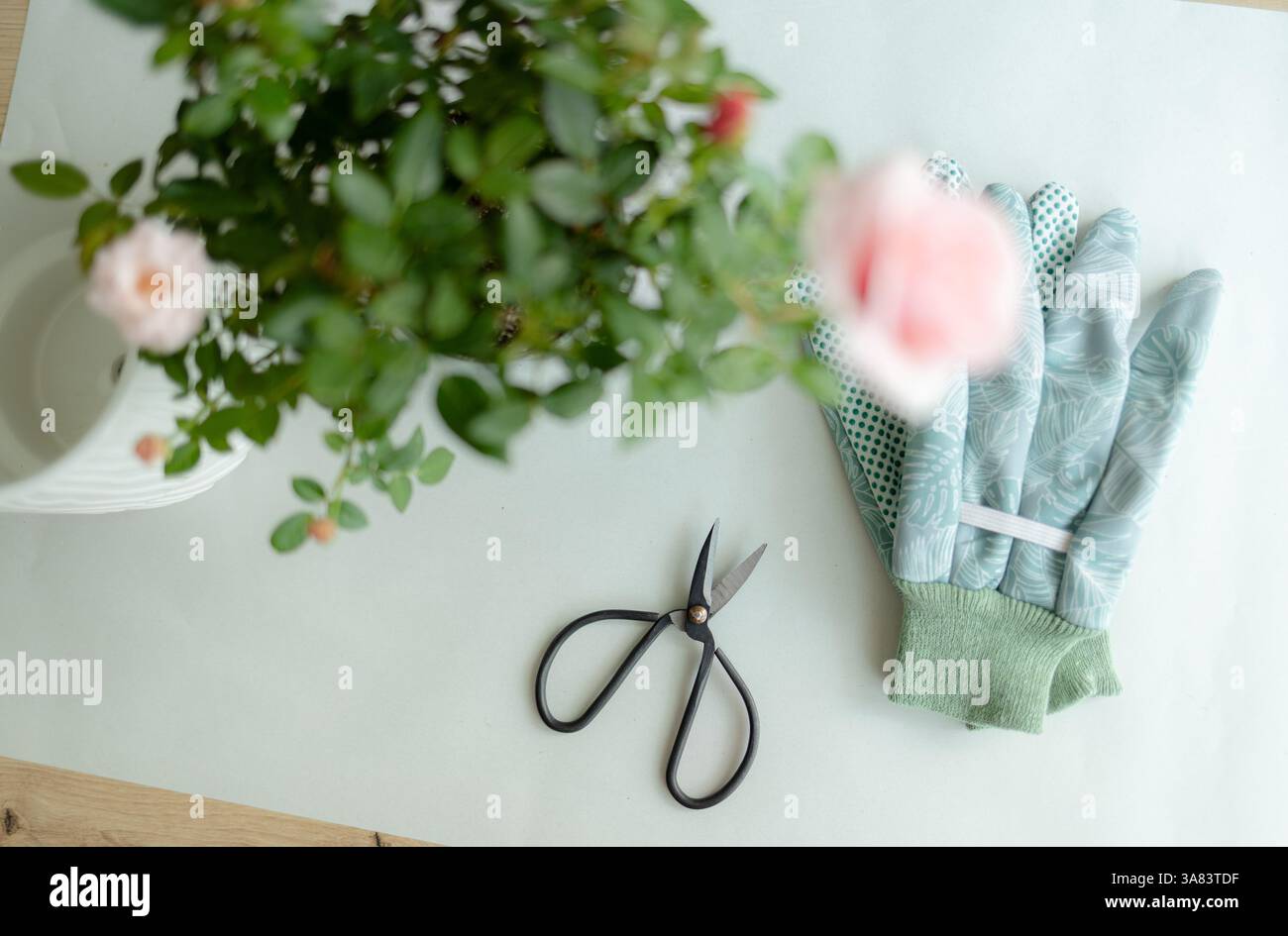 indoor plant care. transplanting and pruning roses Stock Photo - Alamy