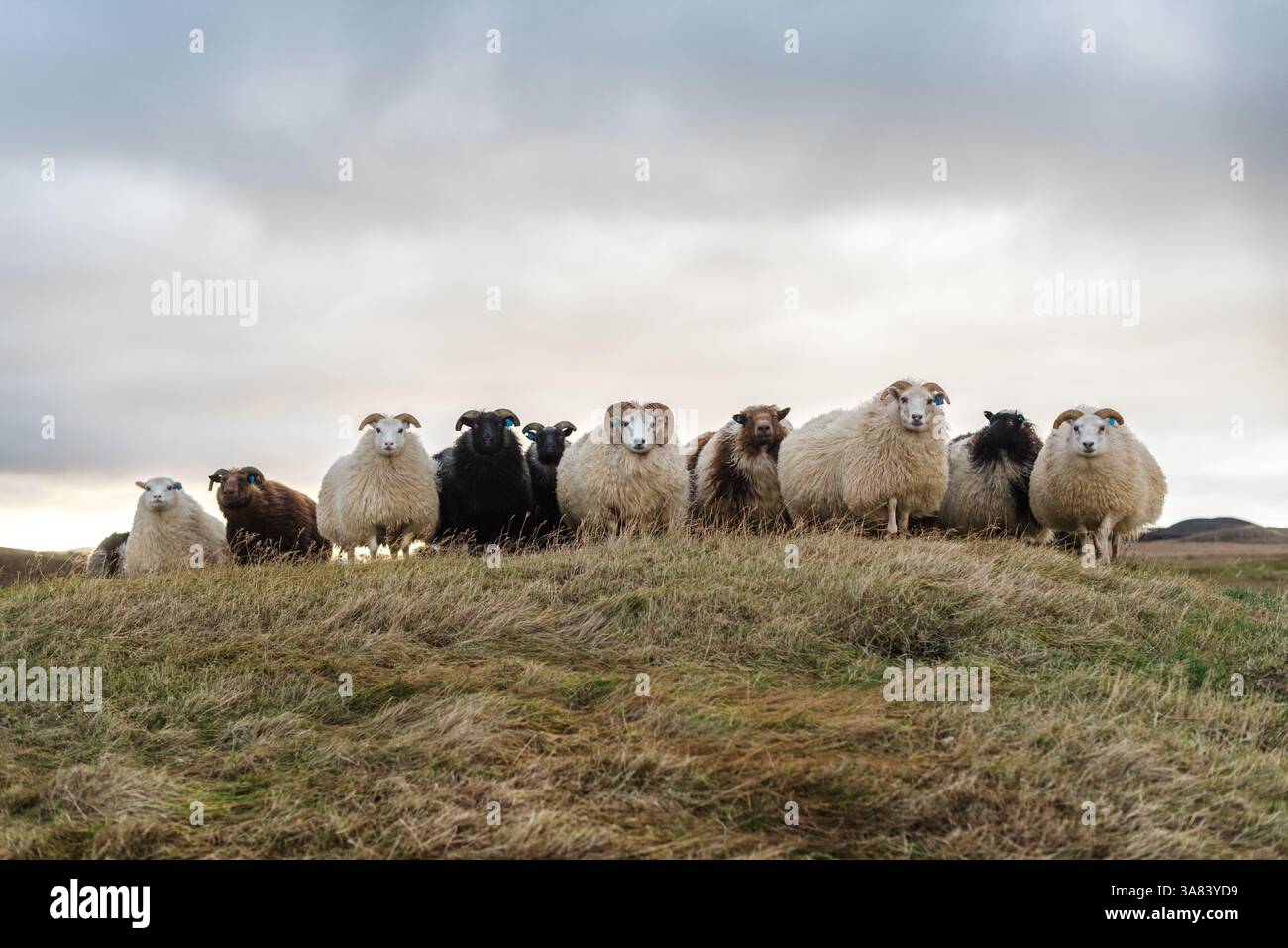 Flock of Icelandic sheep stand together on grassy hill Stock Photo - Alamy
