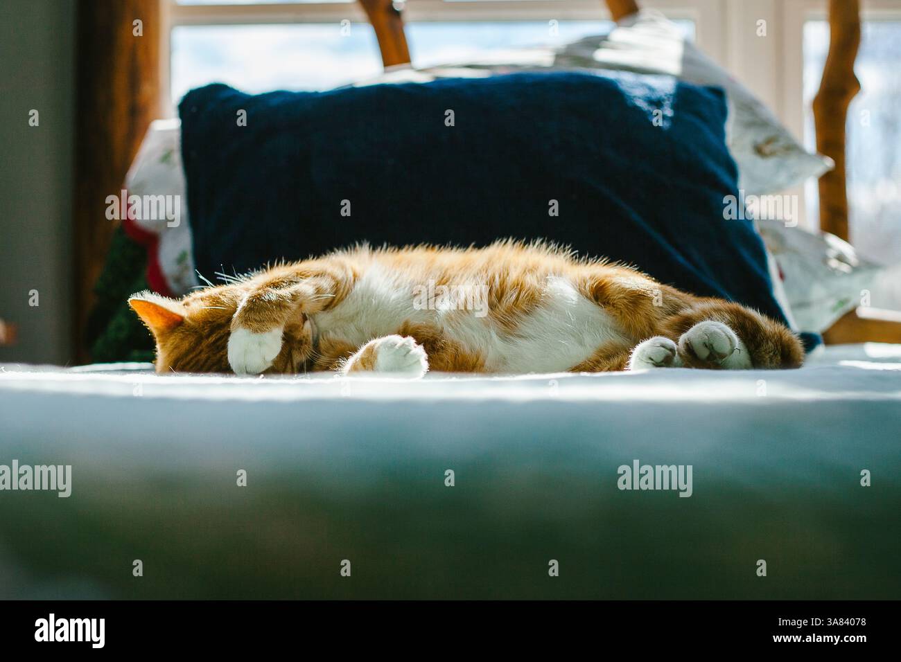 Orange Tabby Cat Naps on a Bed in the Daytime Stock Photo - Alamy