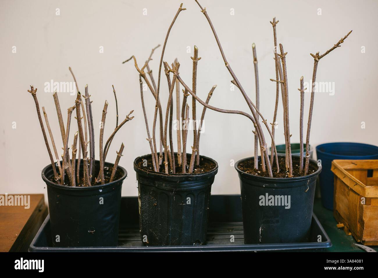 Propogating Elderberry Plants from Limbs Stock Photo - Alamy