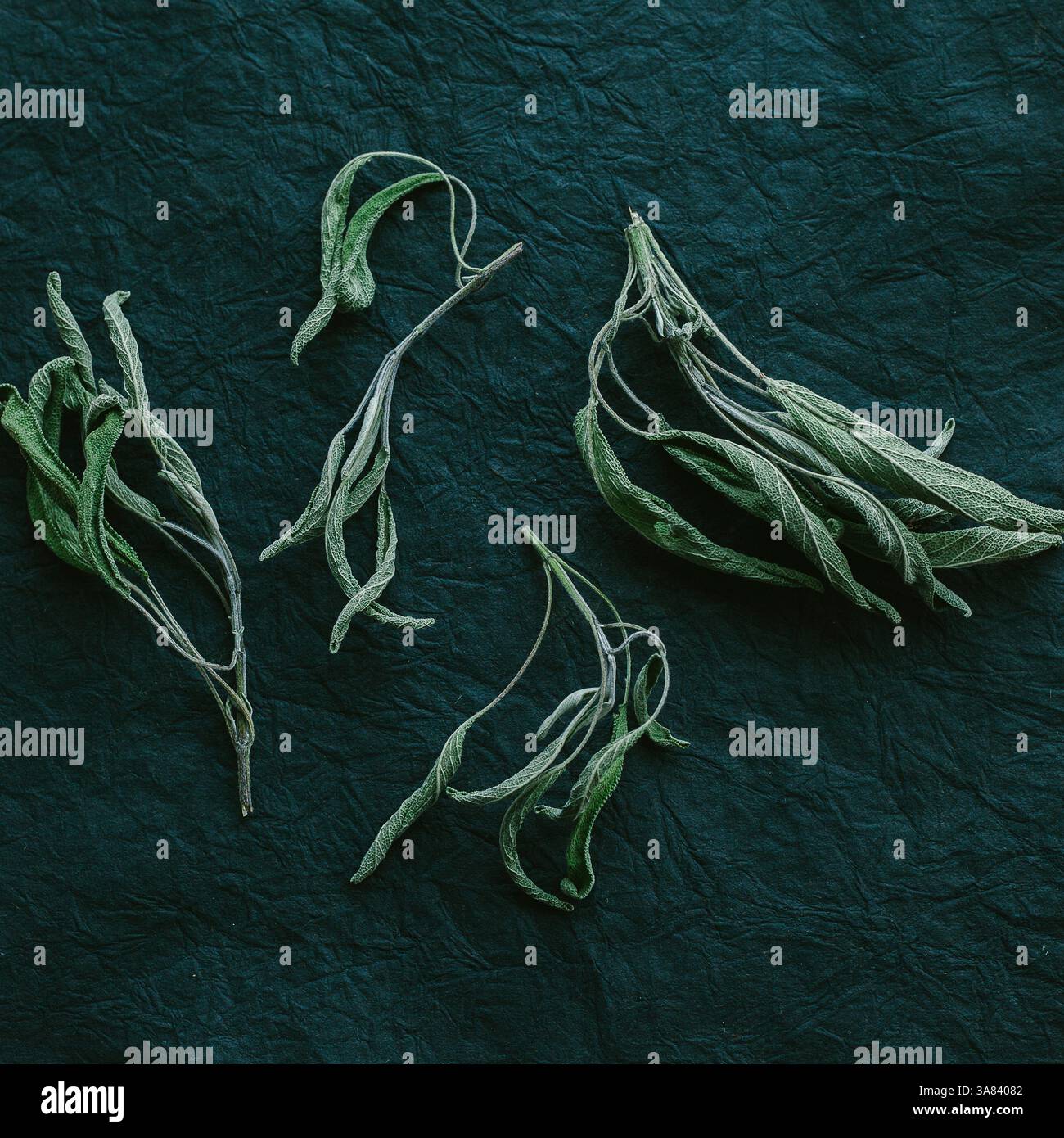 Black sprigs hi-res stock photography and images - Alamy