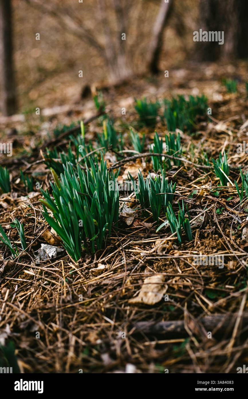The First Signs of Daffodil Flowers in Early Spring Stock Photo - Alamy