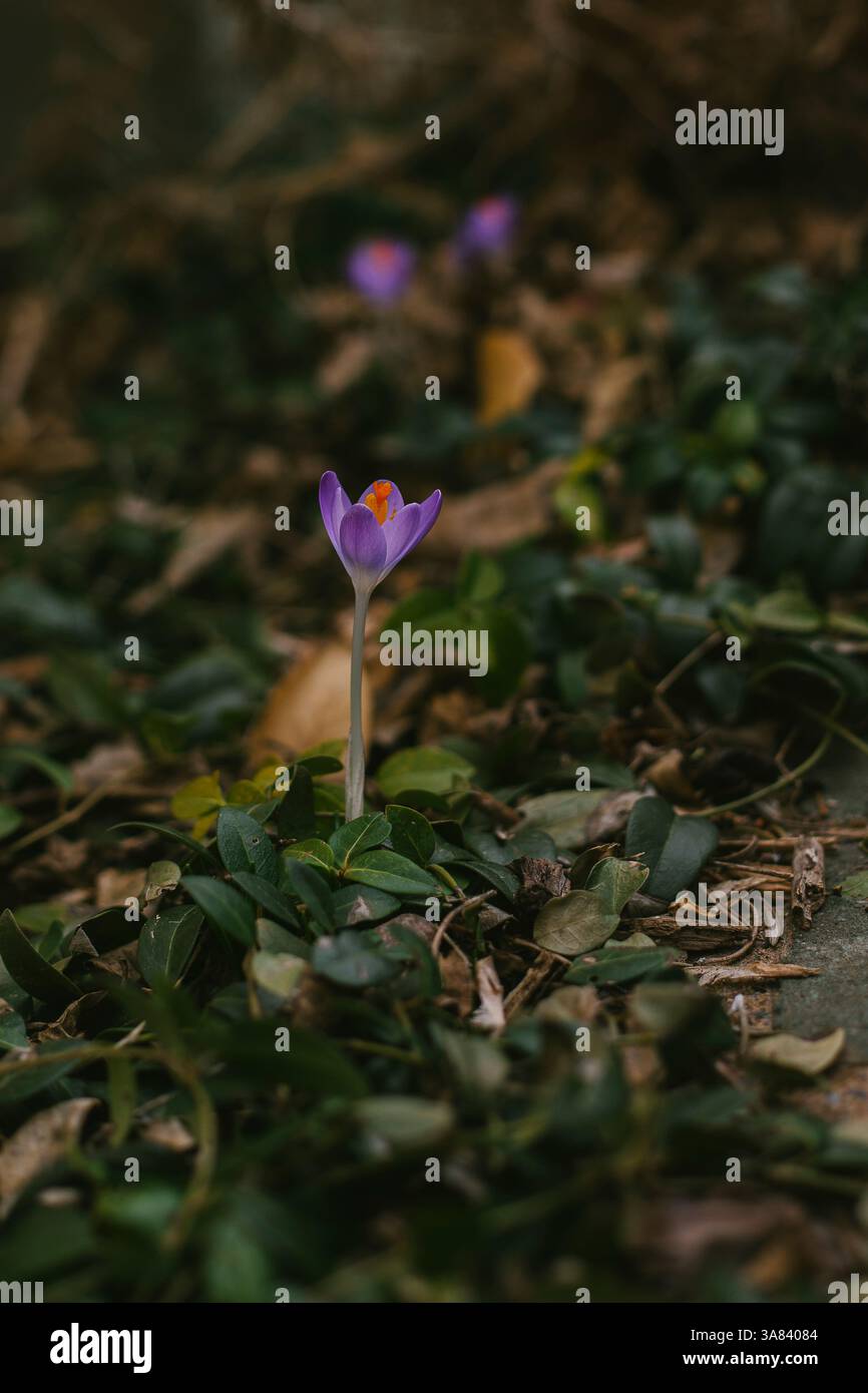 A Crocus Flower Blooms at the First Sign of Spring Stock Photo - Alamy