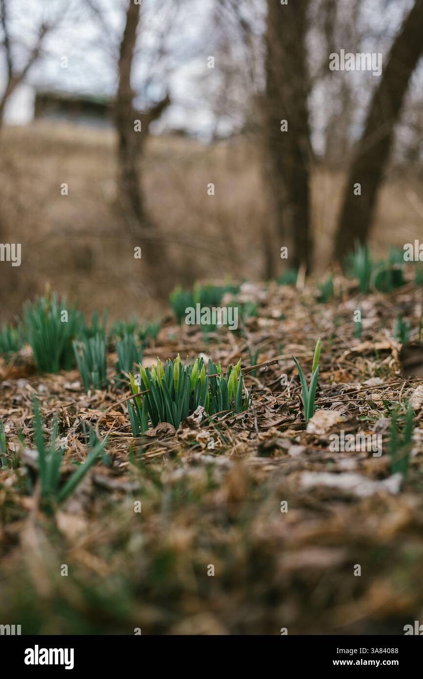 The First Signs of Daffodil Flowers in Early Spring Stock Photo - Alamy