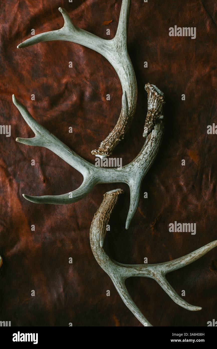 Three Deer Antlers on a Brown Leather Background Stock Photo - Alamy