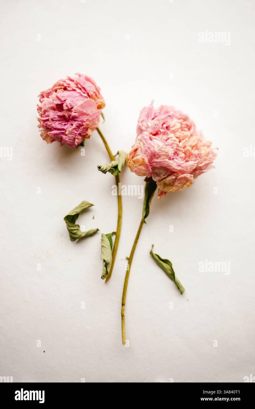 Two Dried Peony Flowers on a White Background Stock Photo - Alamy