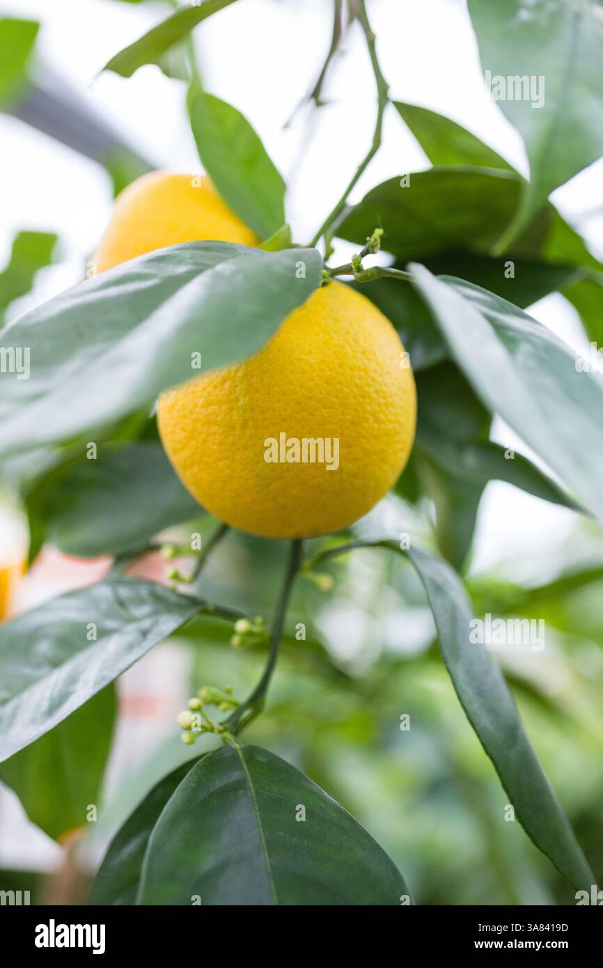 Close-up of ripe orange hanging from a leafy green tree Stock Photo - Alamy