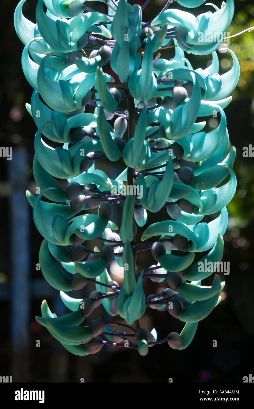 Vibrant jade flowers in a garden Stock Photo - Alamy