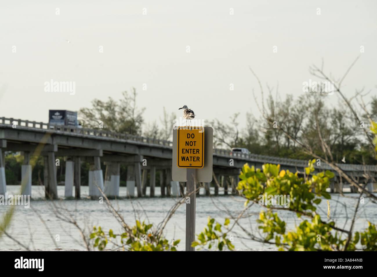 Do Not Enter Water Sign Bird, Longboat Key Pass Bridge Stock Photo - Alamy