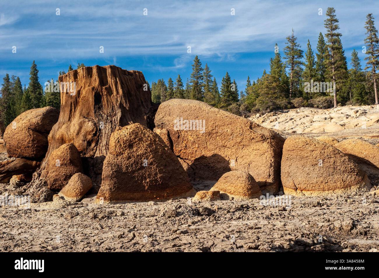 Exposed tree stump and rocks on dry lakebed with forest backdrop Stock Photo - Alamy