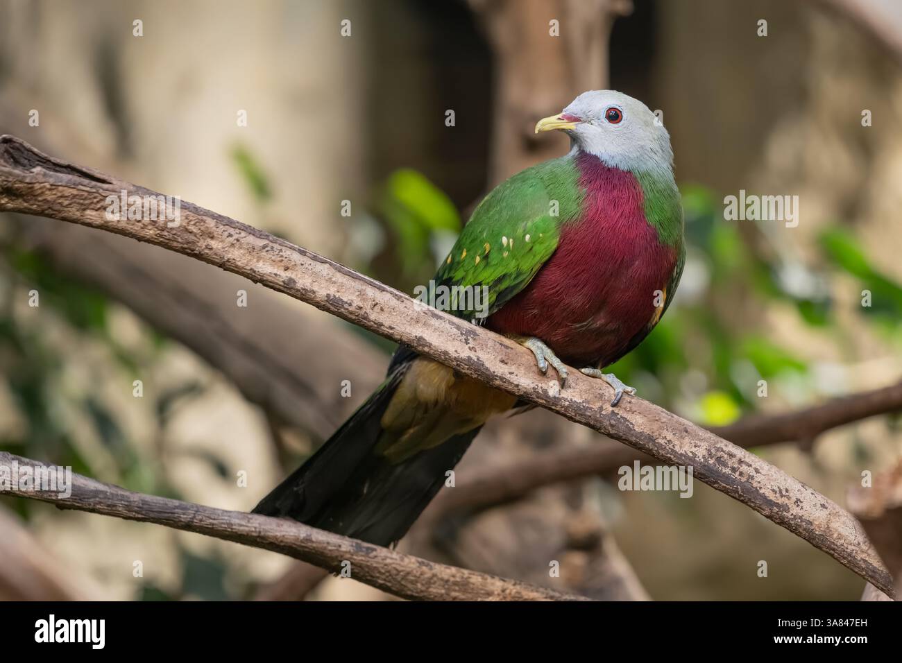 The wompoo fruit dove (Ptilinopus magnificus) or wompoo pigeon, bird in ...