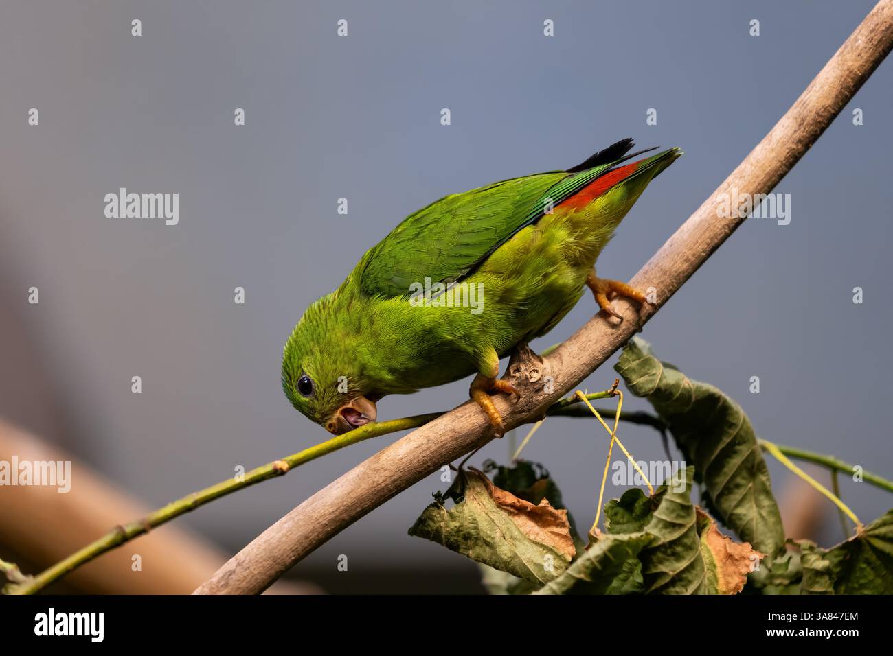 Family psittaculidae hi-res stock photography and images - Alamy